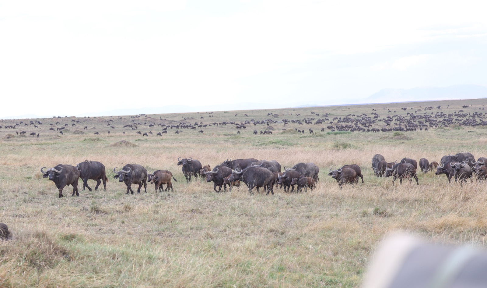 Ruto graces Maa culture week in Maasai Costume – GBS TV Africa